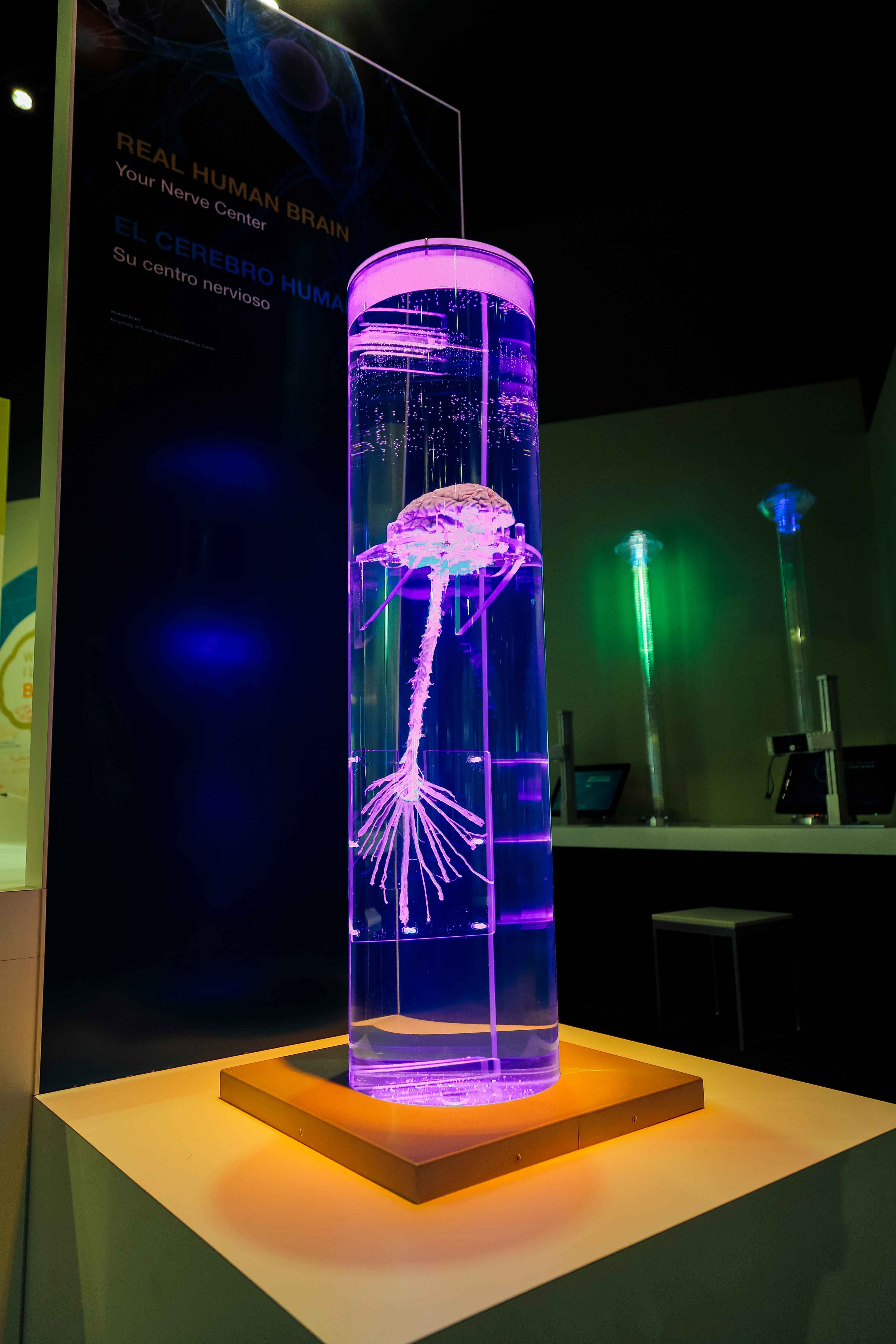 Human Body Exhibits Dallas