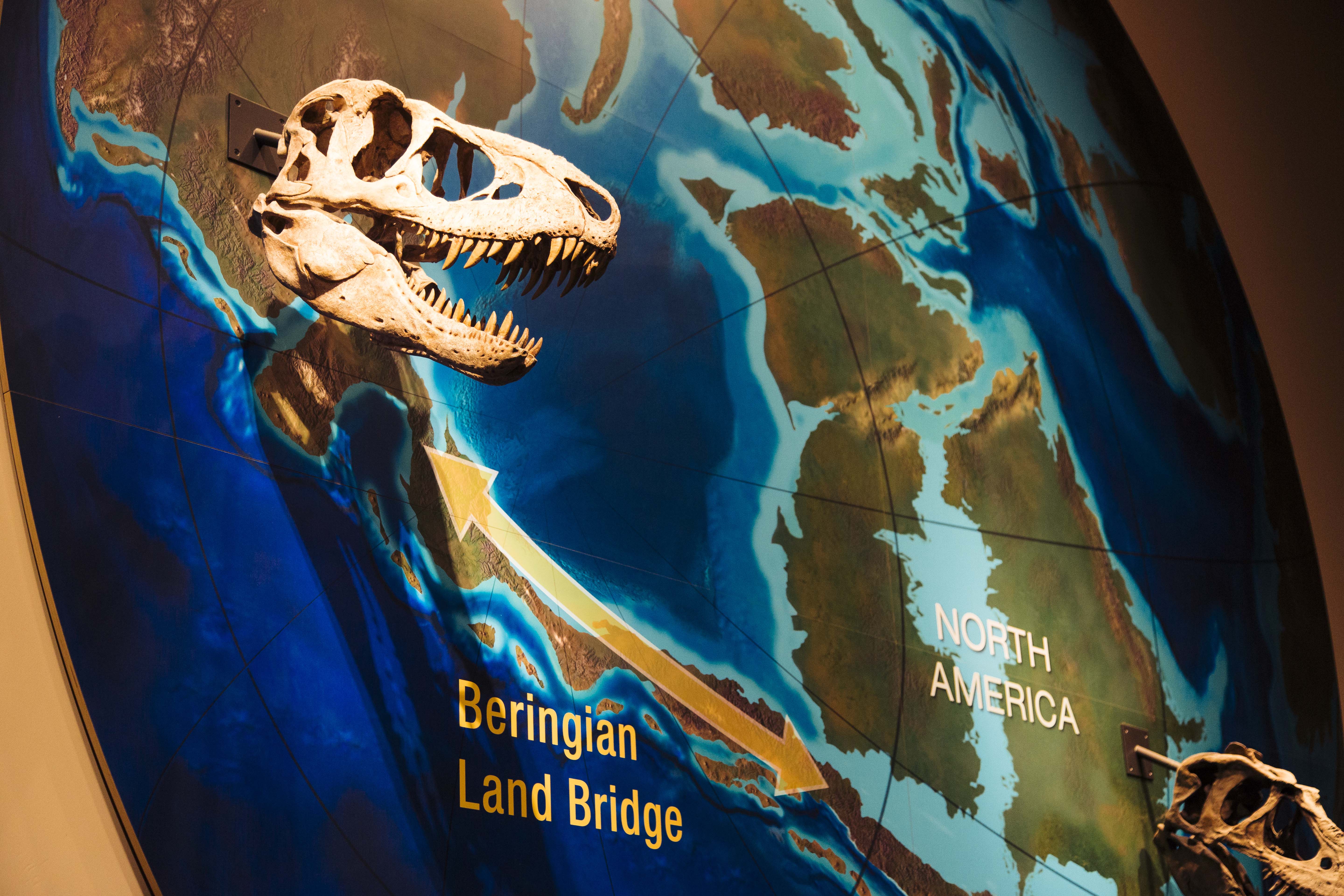 Dinosaur Fossils in Dallas - Perot Museum