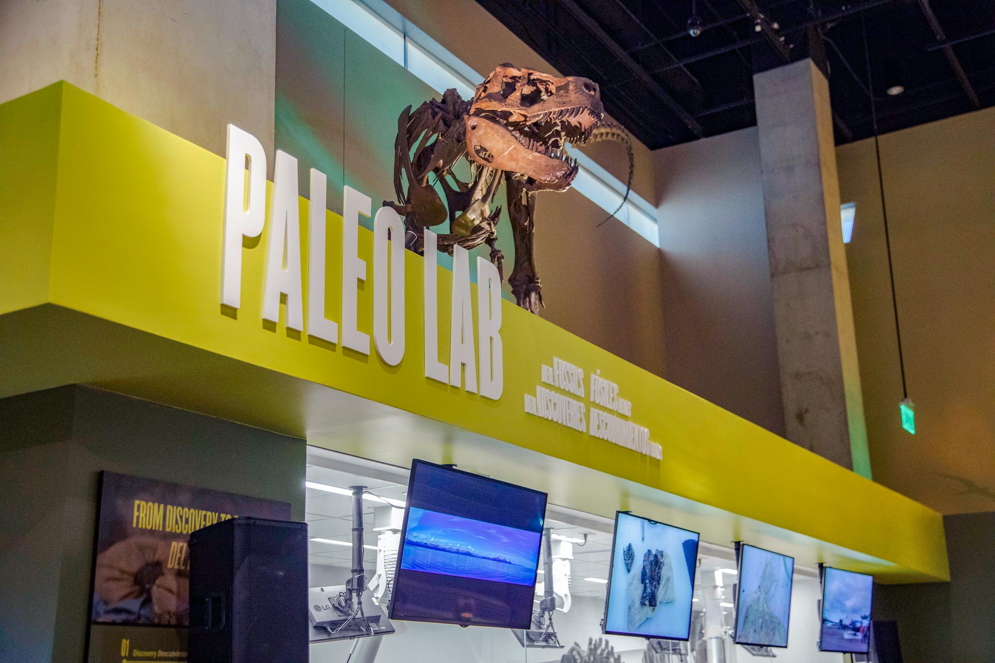 Dinosaur Fossils in Dallas - Perot Museum