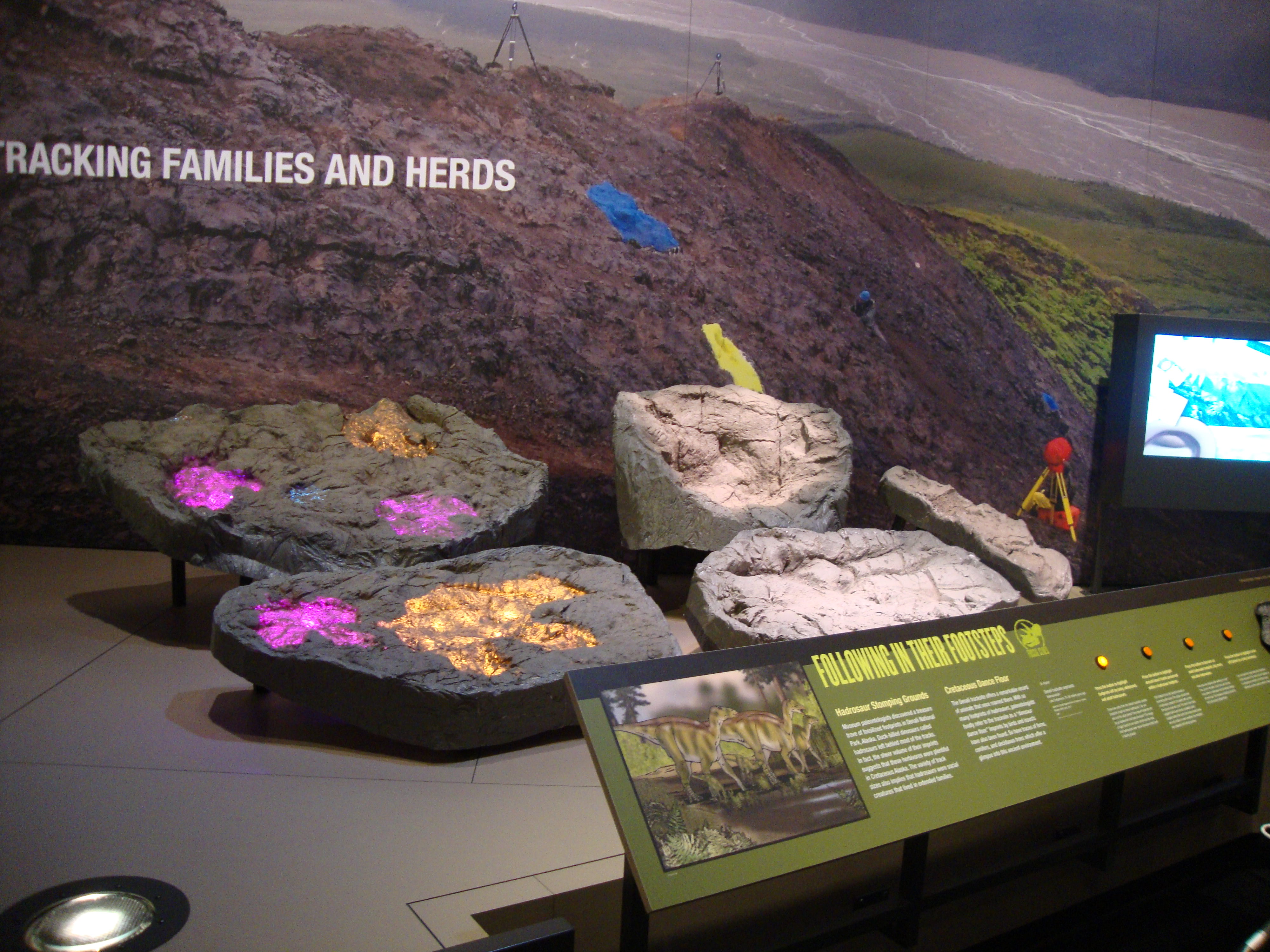 Dinosaur Fossils in Dallas - Perot Museum